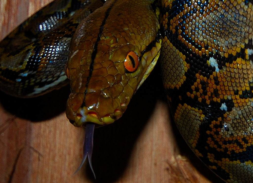 Winged Dolphin Incredible Images – Live Vicariously through my Eyes as ...