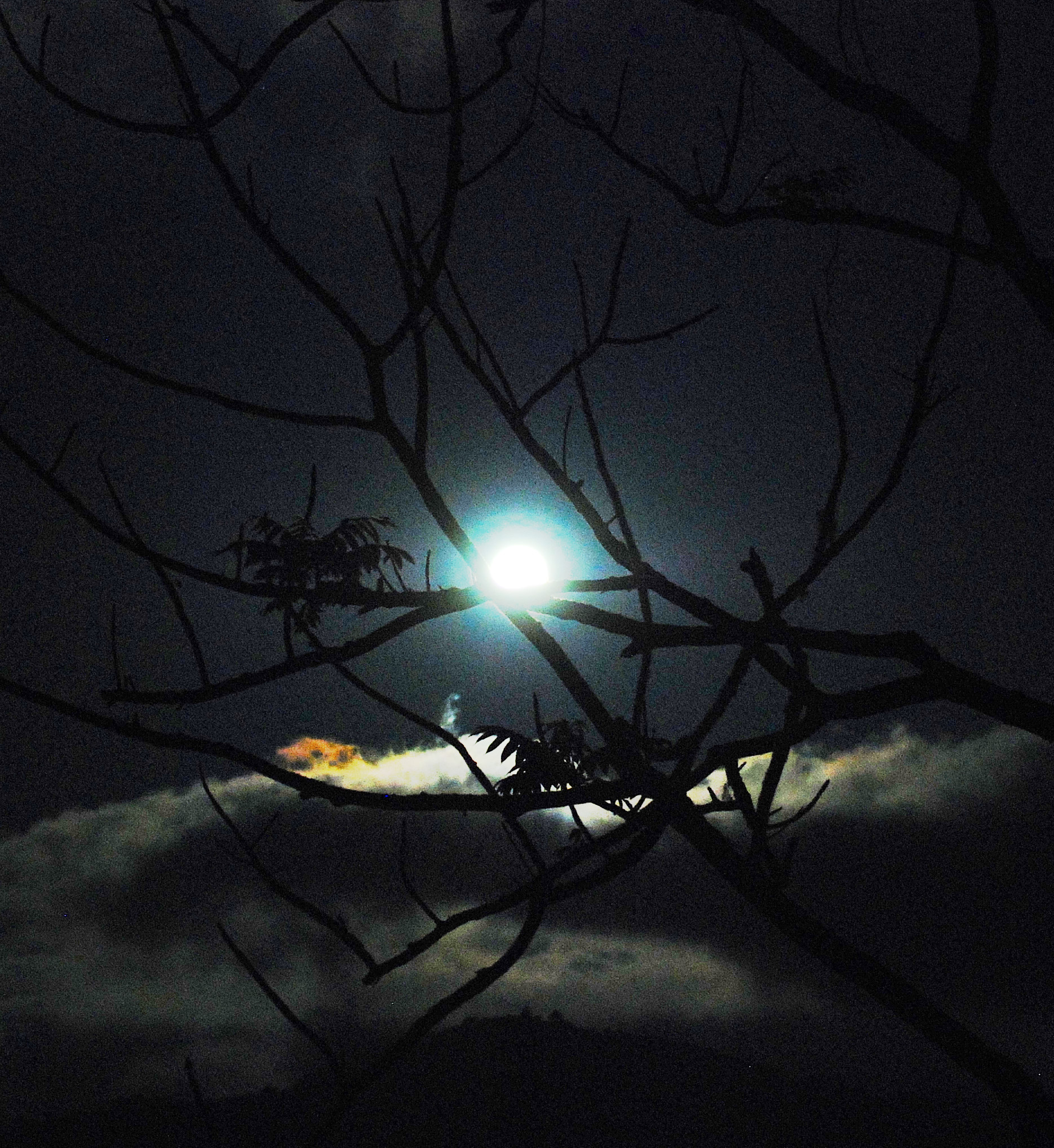 Winged Dolphin Incredible Images – Live Vicariously through my Eyes as ...