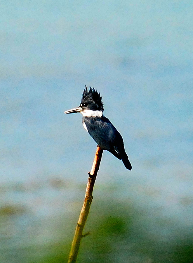 Winged Dolphin Incredible Images – Live Vicariously through my Eyes as ...