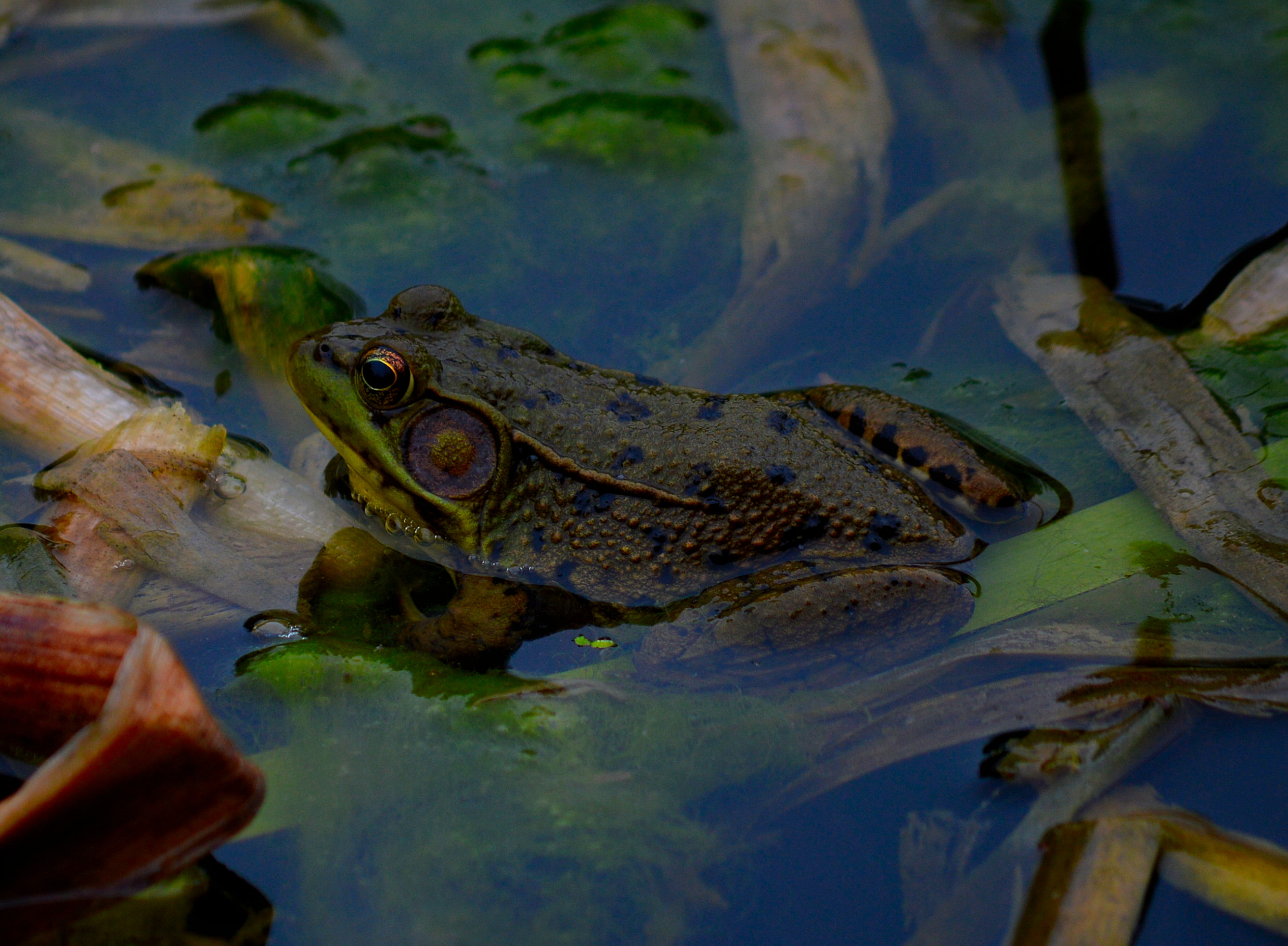 Winged Dolphin Incredible Images – Live Vicariously through my Eyes as ...